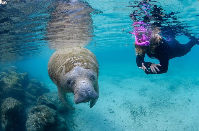 Crystal River - Private Manatee Snorkel Tour - FAQs