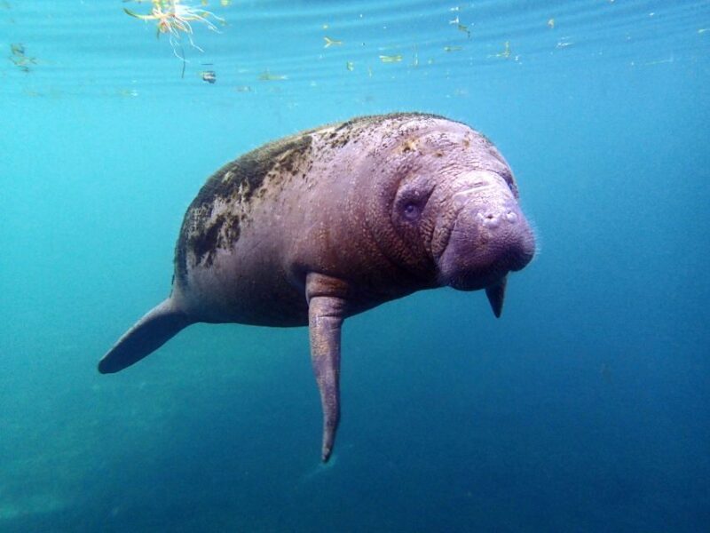 Crystal River: Snorkel with Manatees & Dolphin Airboat Trip - Key Points