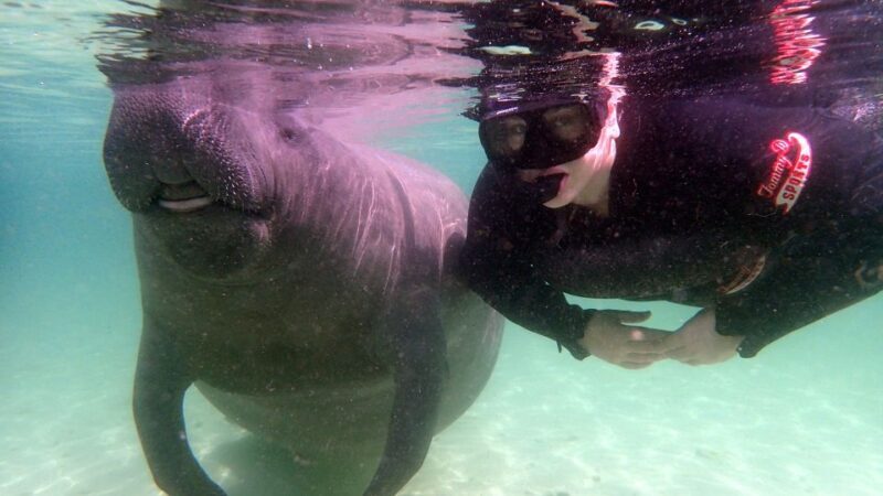 Crystal River: Snorkel with Manatees & Dolphin Airboat Trip - An In-Depth Look at the Tour Experience
