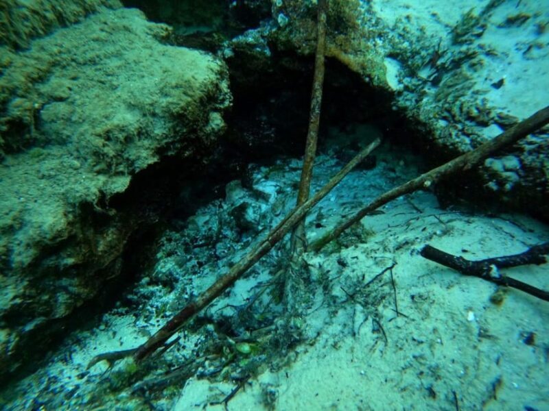 Crystal River: Springs Snorkeling Tour - What Might Not Suit Everyone