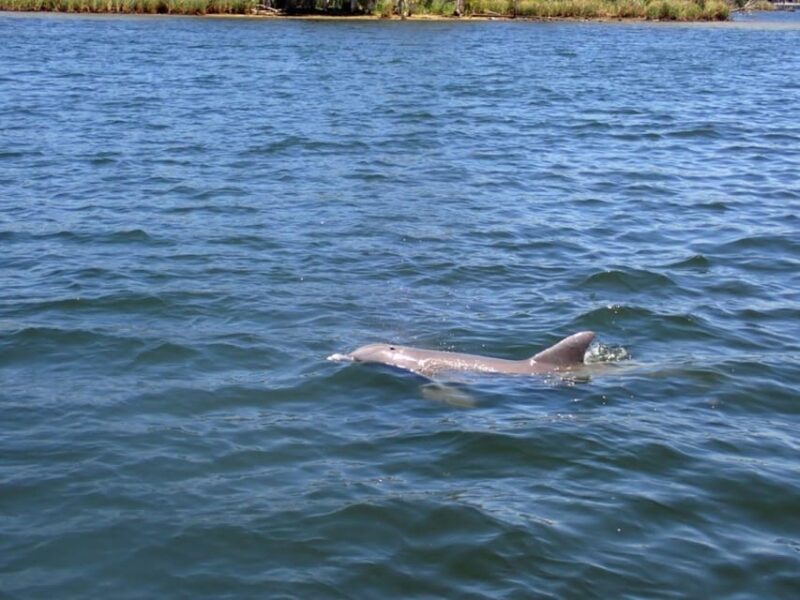 Crystal River: Springs Snorkeling Tour - Final Thoughts: Who Will Love This Tour?
