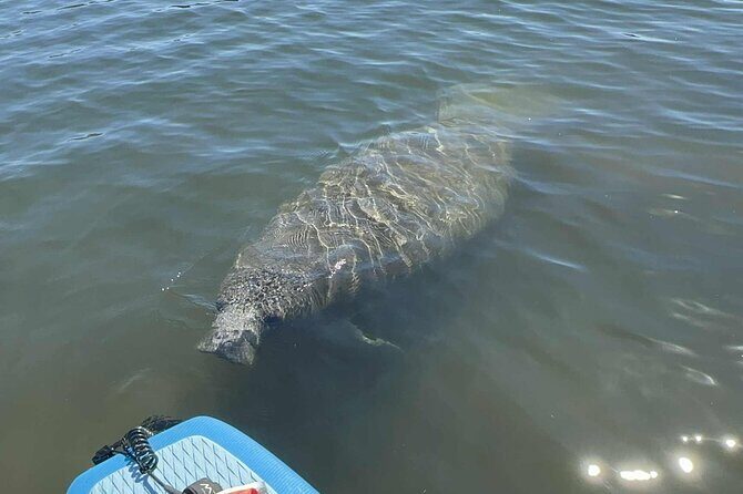 Crystal River Sunrise Manatee Clear Kayak Tour - Key Points