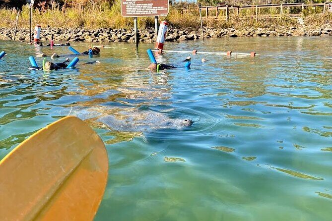 Crystal River Tandem Kayak Rental | 4 Hour | See The Manatees! - The Sum Up: Who Will Love This Experience?