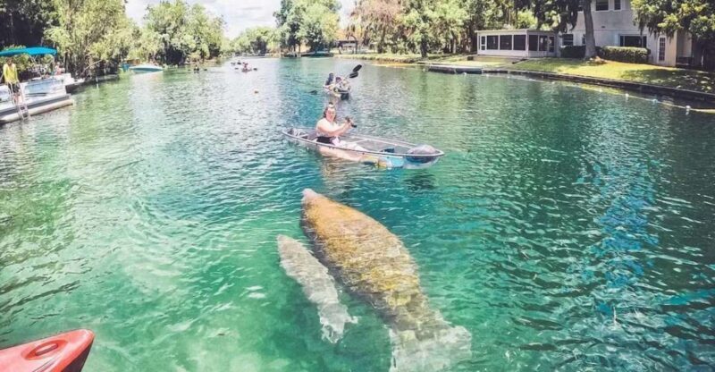 Crystal River: Three Sisters Springs Eco Tour by Clear Kayak - Final Thoughts