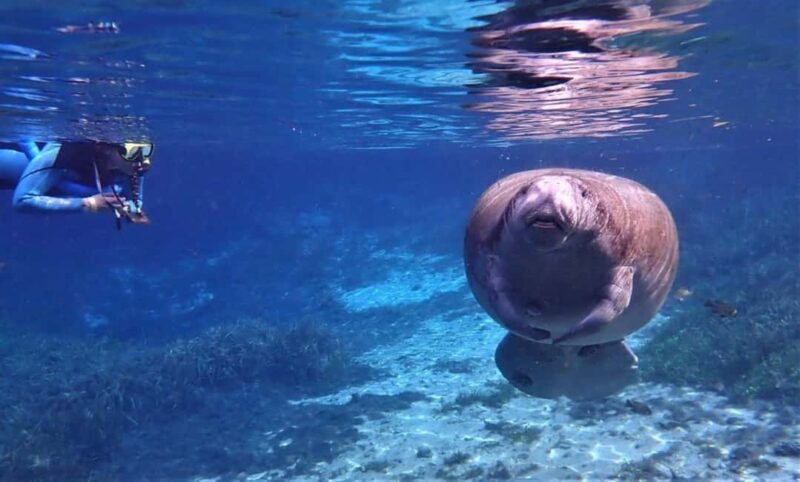 Crystal River: VIP Kayak and Swim with Manatees Tour - What’s Included and What You’ll Need