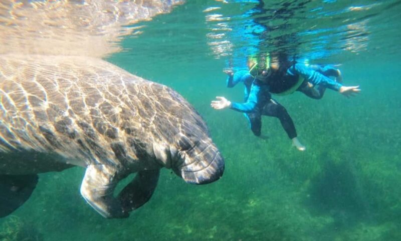 Crystal River: VIP Kayak and Swim with Manatees Tour - The Water and Weather