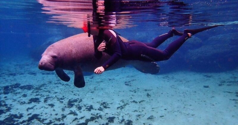 Crystal River: VIP Kayak and Swim with Manatees Tour - Timing and Duration