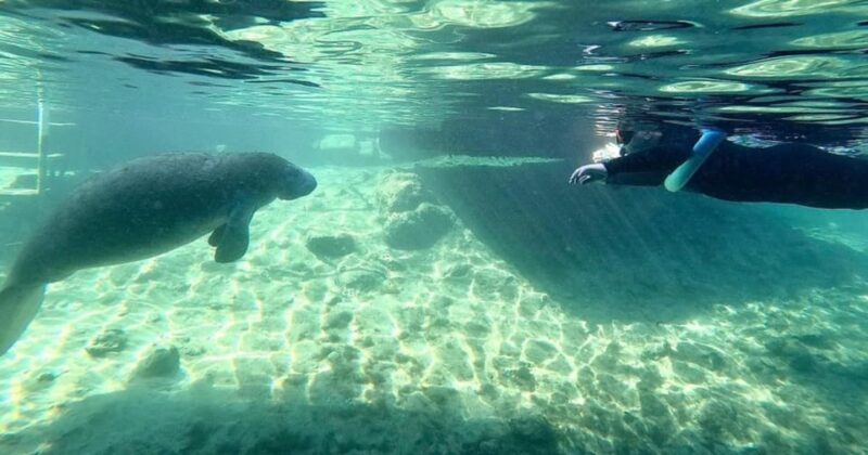 Crystal River: VIP Kayak and Swim with Manatees Tour - What to Expect from the Tour
