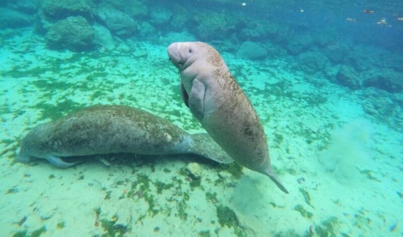 Crystal River: VIP Kayak and Swim with Manatees Tour - Price, Duration, and Practical Tips