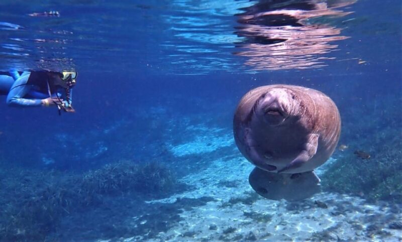 Crystal River: VIP Kayak and Swim with Manatees Tour - The Authentic Experience