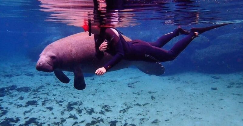 Crystal River: VIP Kayak and Swim with Manatees Tour - FAQ