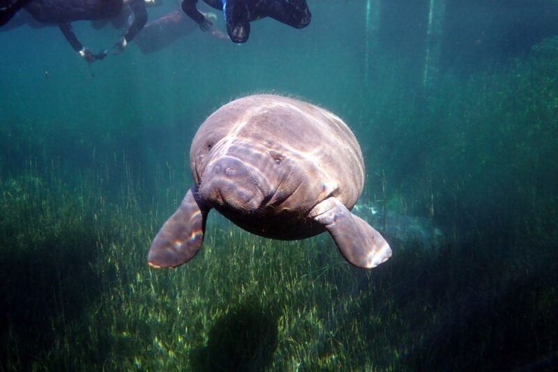 Crystal River: VIP Manatee Swim w/ In-water Photographer - Who Will Love This Tour?