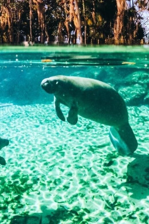 Crystal River:Three Sisters Springs Guided Kayak & Swim Tour - An In-Depth Look at the Tour Experience
