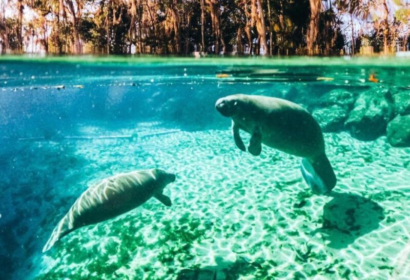 Crystal River:Three Sisters Springs Guided Kayak & Swim Tour - FAQ