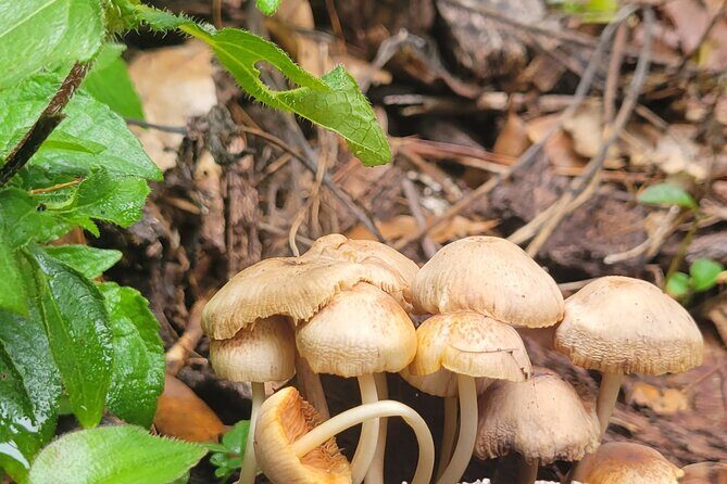 Cuajimoloyas Private Hiking Bushwalking Oaxaca Adventure - The Sum Up