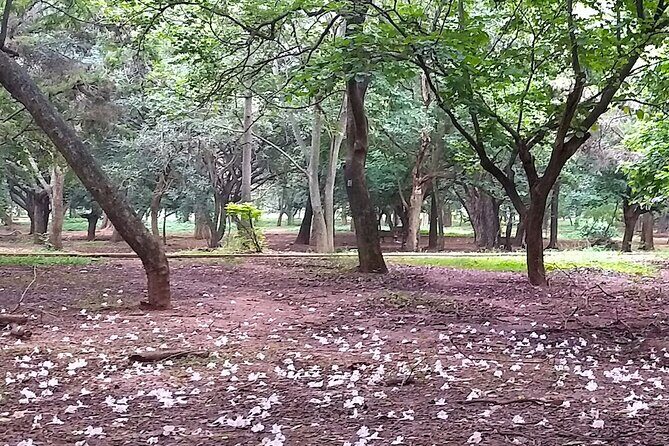 Cubbon Park Heritage Walk: A self-guided tour of Bangalore's unique history - What to Expect from the Experience