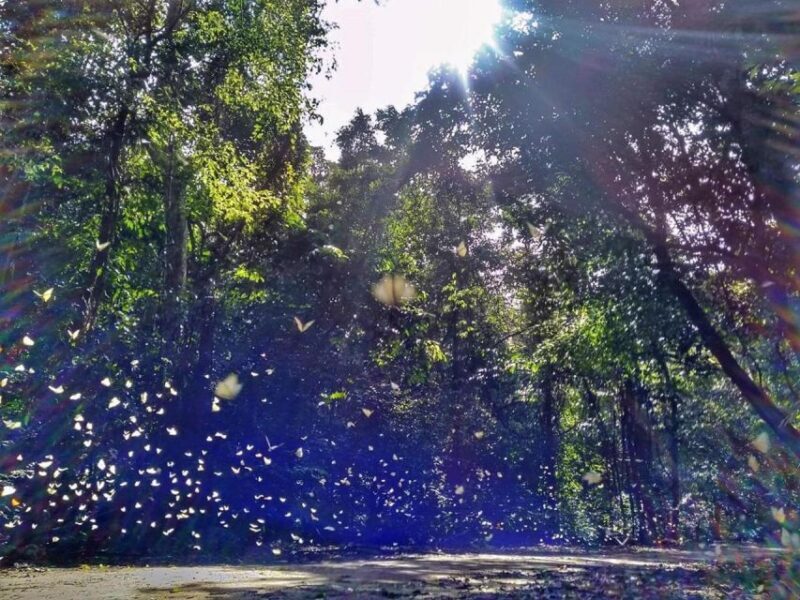 Cuc Phuong Forest - The Forest Of Thousands Of Butterflies - The Bottom Line