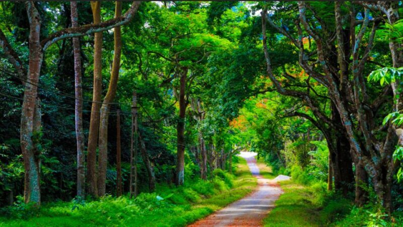 Cuc Phuong Forest - The Forest Of Thousands Of Butterflies - FAQ