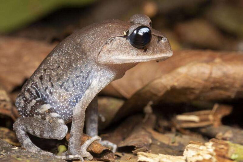 Cuc Phuong National Park Adventure: Nature Tour in 1 day - An Introduction to the Tour Experience