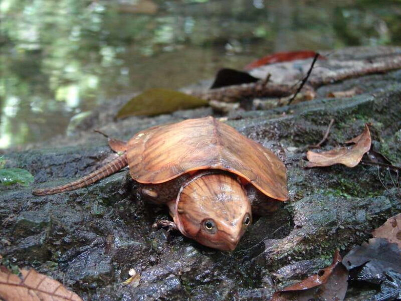 Cuc Phuong National Park Adventure: Nature Tour in 1 day - A Detailed Breakdown of the Itinerary