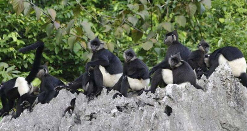 Cuc Phuong National Park Adventure: Nature Tour in 1 day - Final Thoughts: Who Is This Tour For?