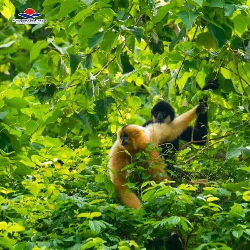 Cuc Phuong National Park And Van Long Wetlands 2 Days Tour - The Sum Up