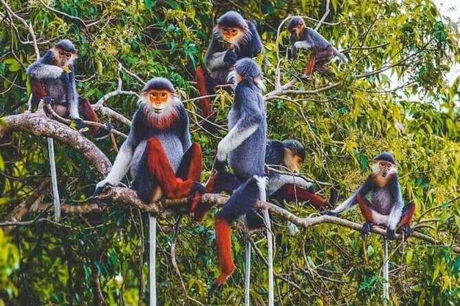 Cuc Phuong National Park Group Day Tour - An Engaging Journey into Vietnam’s Natural and Cultural Heritage