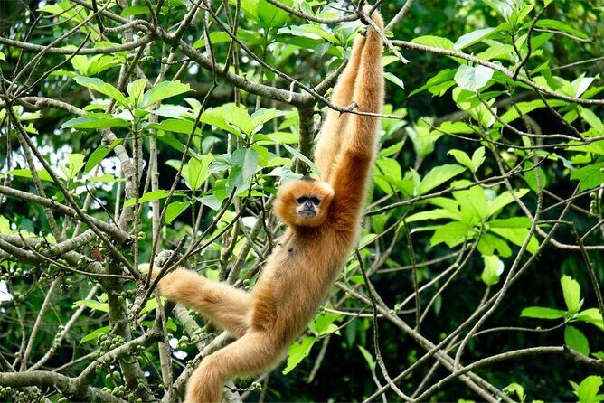 Cuc Phuong National Park Private Day Tour: Trekking & Primates - Frequently Asked Questions
