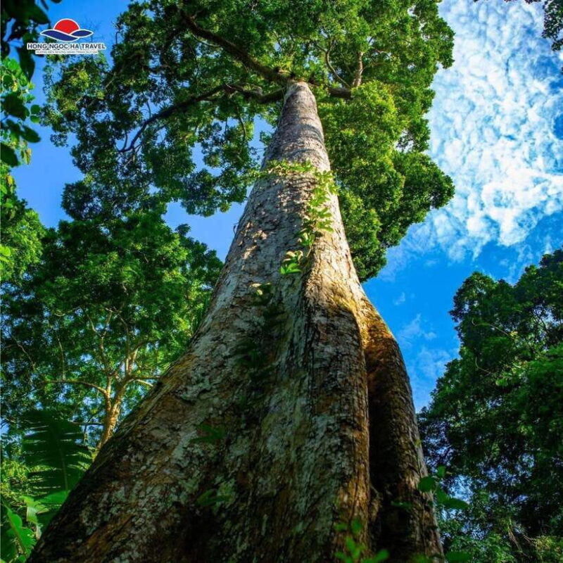 Cuc Phuong National Park Private Tour From Hanoi Old Quarter - An In-Depth Look at the Tour
