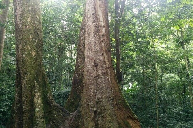 Cuc Phuong National Park Trekking: Private Day Tour From Hanoi - What Travelers Can Expect: Pros and Cons