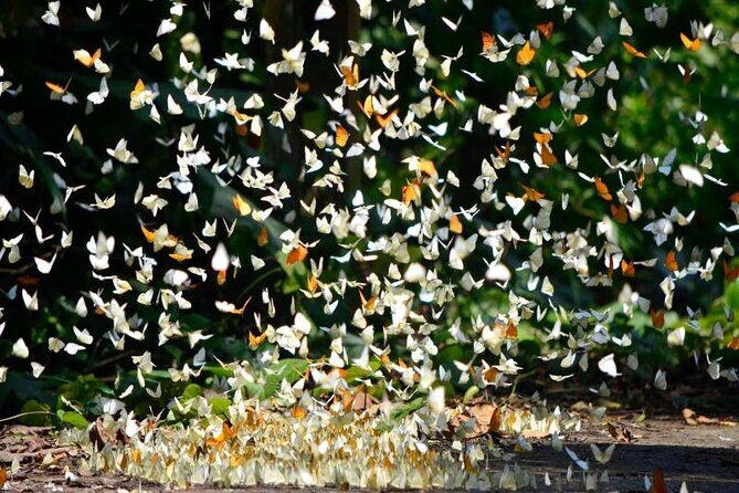 Cuc Phuong National Park Trekking: Private Day Tour From Hanoi - Frequently Asked Questions