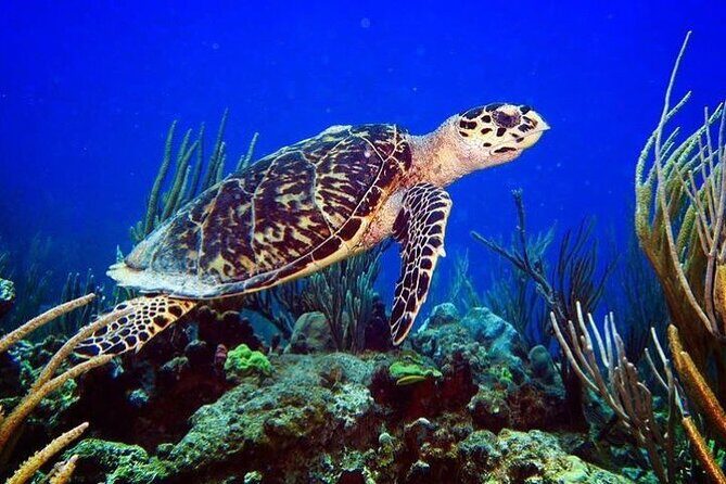Culebra Snorkel and Beach Day with Lunch and Drinks - Who Will Love This Tour?