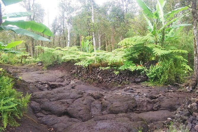 Cultivate Hapuu Ferns with Citrus Tea in the Hawaiian Rainforest - Final Thoughts