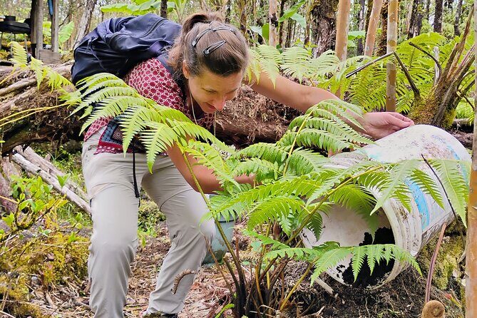 Cultivate Hapuu Ferns with Citrus Tea in the Hawaiian Rainforest - FAQ