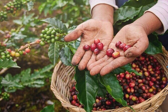 Cultural Immersion in Cacao and Coffee in the Southern Sierra of Oaxaca - An In-Depth Look at the Cultural Immersion in Cacao and Coffee in Oaxaca’s Southern Sierra