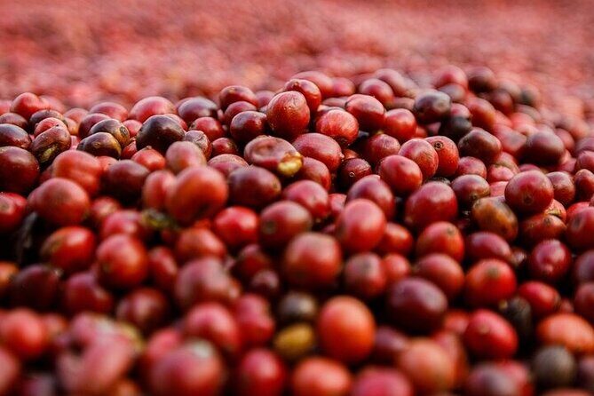 Cultural Immersion in Cacao and Coffee in the Southern Sierra of Oaxaca - The Coffee Journey