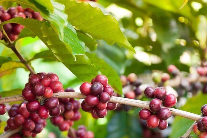 Cultural Immersion in Cacao and Coffee in the Southern Sierra of Oaxaca - From Cacao Tree to Chocolate Bar