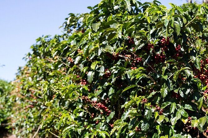 Cultural Immersion in Cacao and Coffee in the Southern Sierra of Oaxaca - Is This Tour for You?