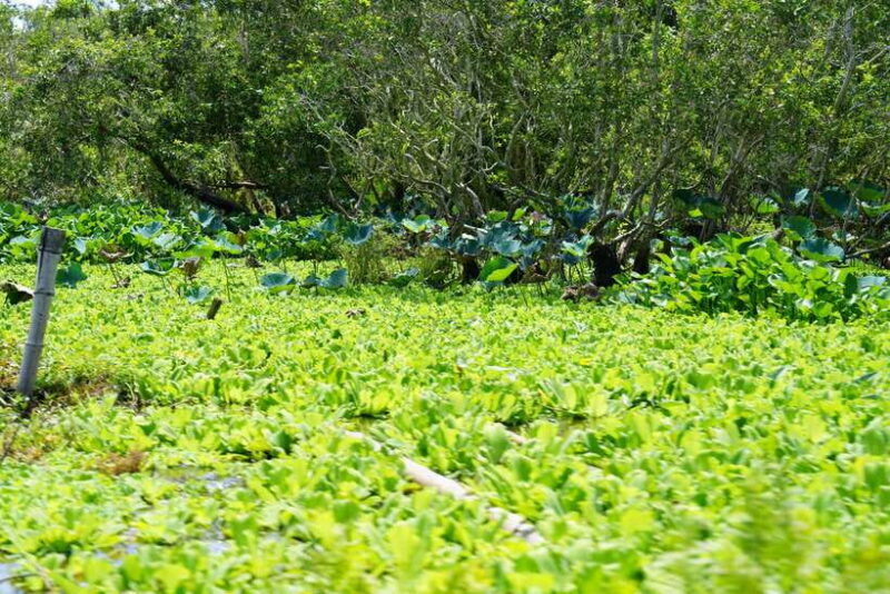 Culture And Wildlife Premium Discovery | Chau Doc  Tra Su - What’s Included & What’s Not