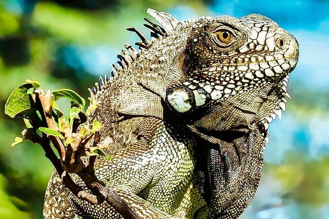 Curaçao: Affordable totally Customizable Private Tour :) - Flexibility and Customization