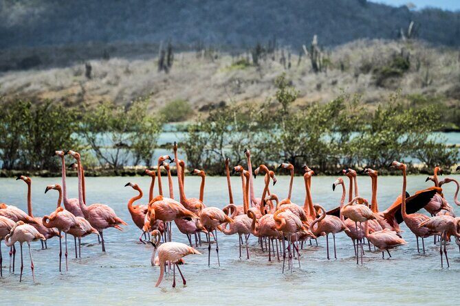 Curacao City Highlights 4-Hour Tour - FAQ