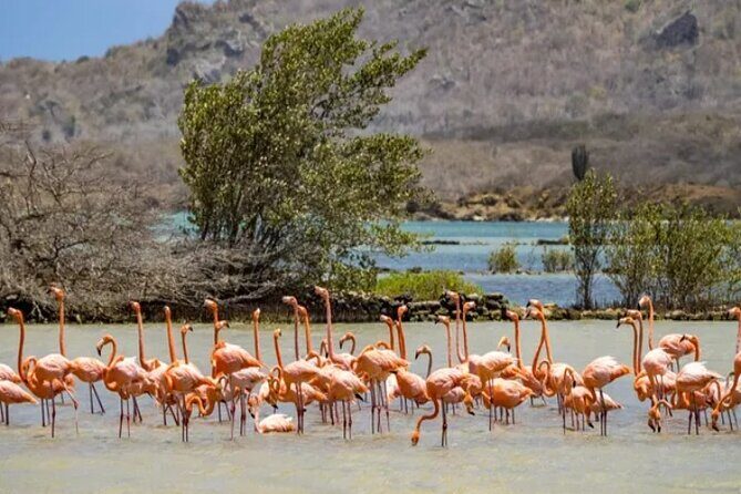 Curacao Flamingos Clear Boat Ride and Porto Marie Beach tour - The Practicalities