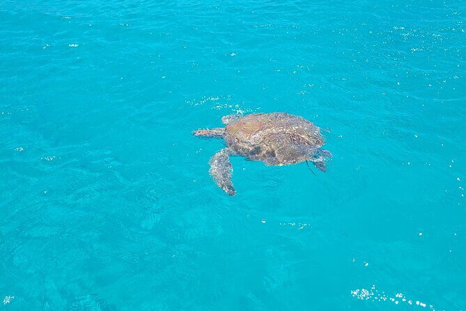 Curacao Flamingos Clear Boat Ride and Porto Marie Beach tour - Who Is This Tour Best For?