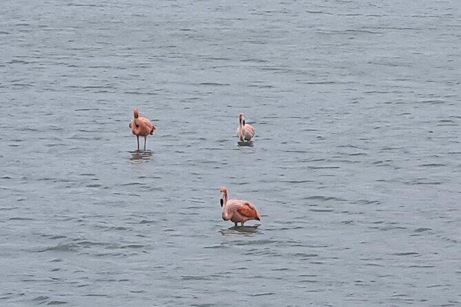 Curaçao Nature Lovers Tour - FAQs