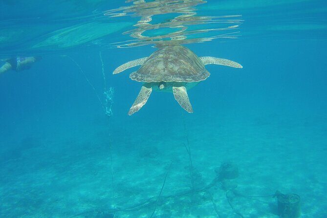 Curacao Sea Turtle Swim and West Side Natural Highlights - Final Thoughts: Who Is This Tour Best For?