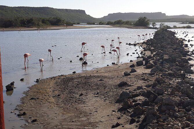 Curacao Sea Turtle Swim and West Side Natural Highlights - Final Perspectives