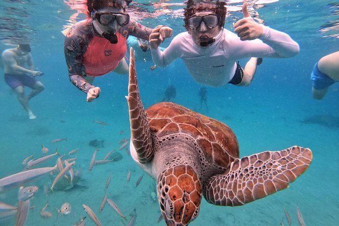 Curacao: Swimming with Sea Turtles meets Sea turtle beach - What to Expect from the Experience