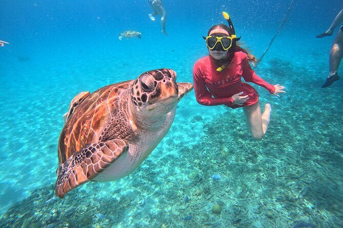 Curacao: Swimming with Sea Turtles meets Sea turtle beach - Authentic Insights from Travelers
