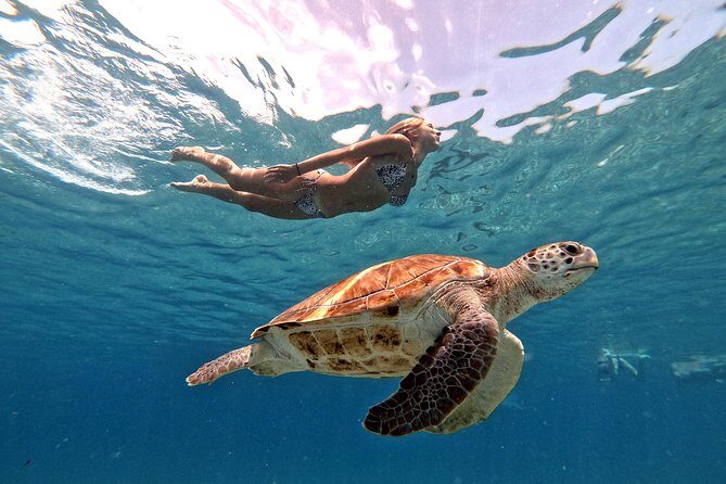 Curacao: Swimming with Sea Turtles meets Sea turtle beach - Summary of Benefits & Considerations