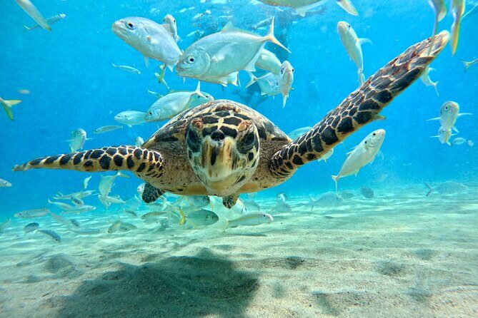 Curacao: Swimming with Sea Turtles meets Sea turtle beach - Frequently Asked Questions
